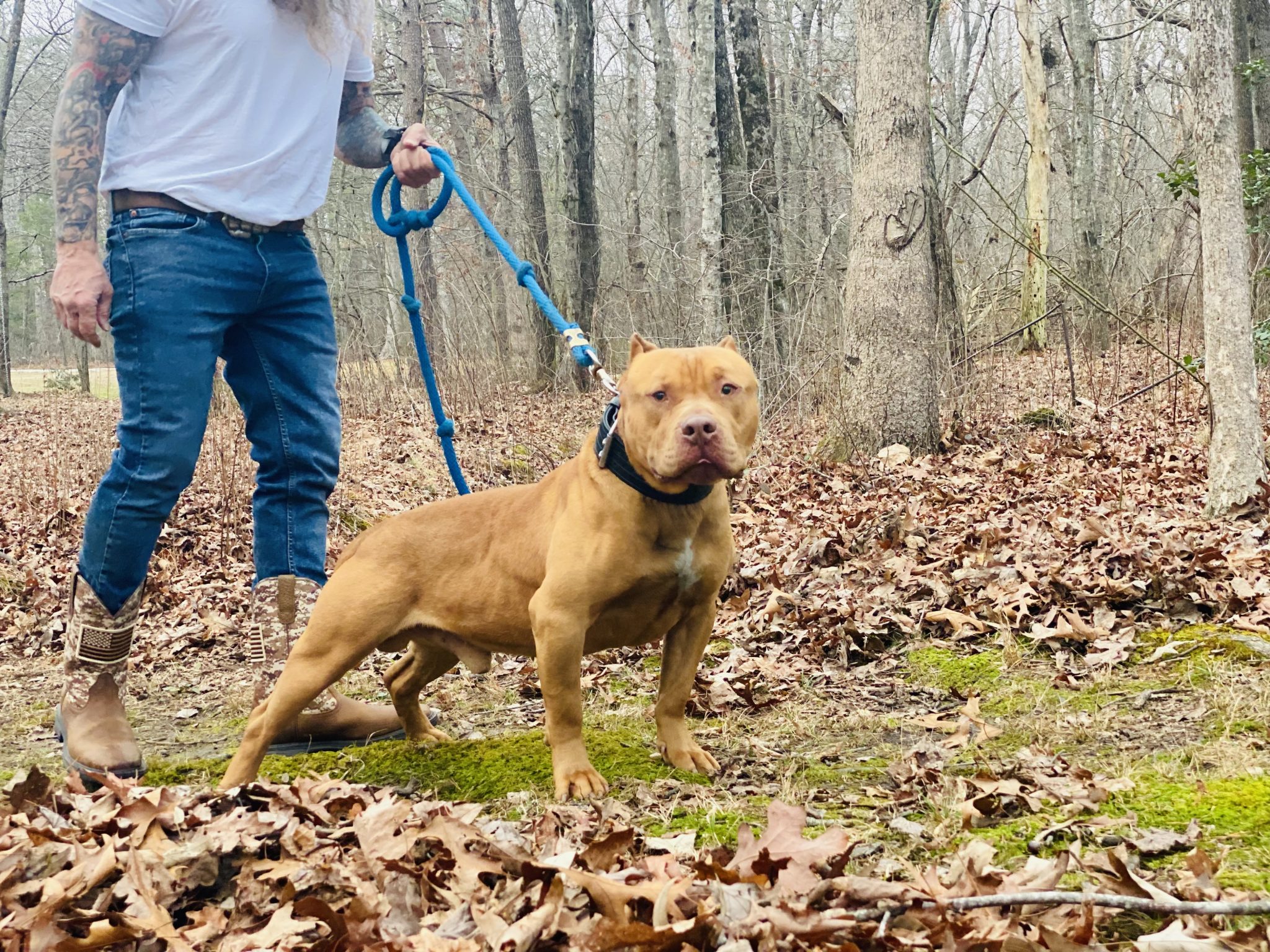 BossHoggs Lil’Jefe – Camelot Pits