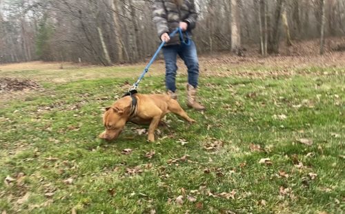 BossHoggs Lil’Jefe – Camelot Pits