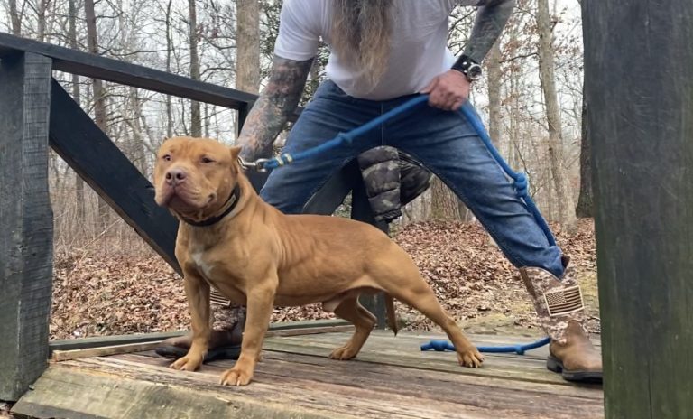 BossHoggs Lil’Jefe – Camelot Pits