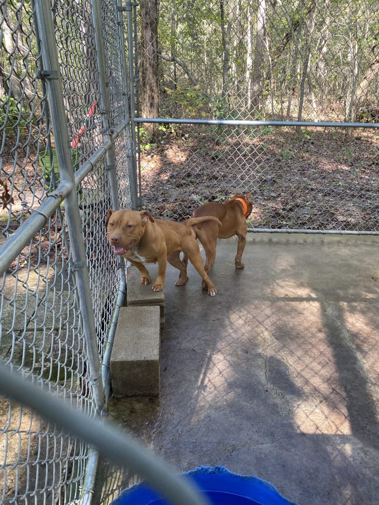 New Breedings – Camelot Pits